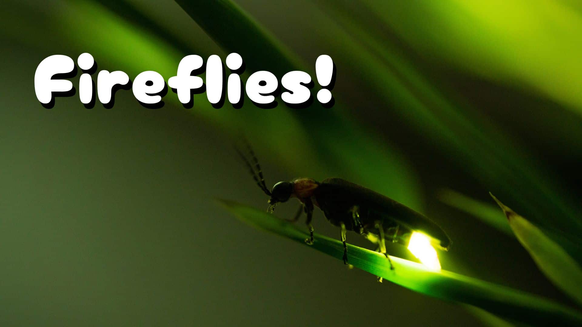 Fireflies! - Visit Greene County