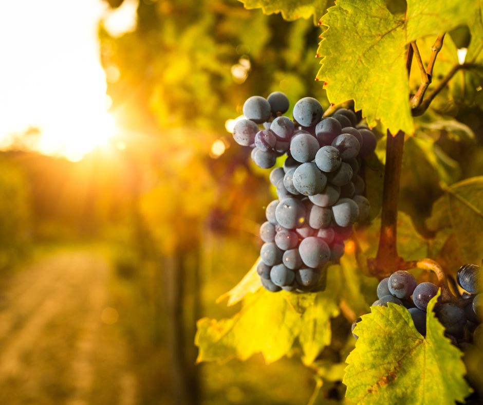 Sipping Into Fall - Visit Greene County